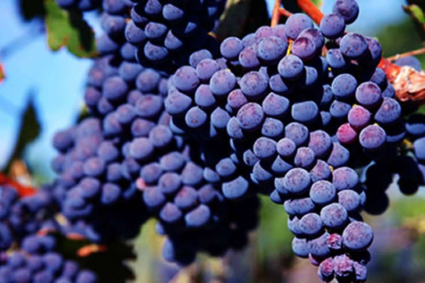 O vinho Merlot e suas características, por Malbec Gramado - Elite São Paulo